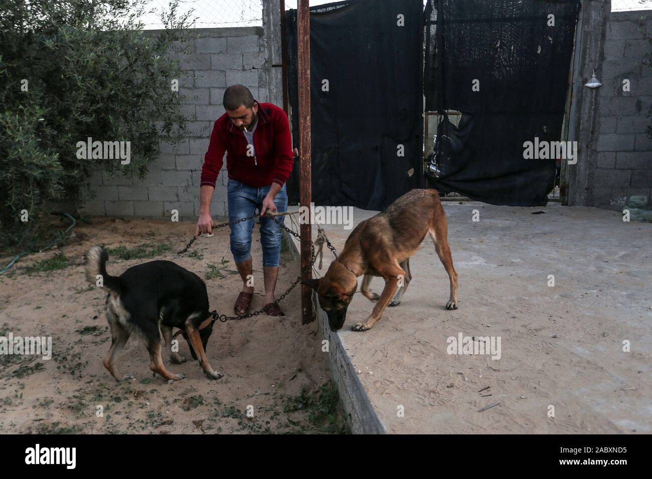 Palestinian train dogs a the yard in the southern Gaza Strip, on Nov 28 ...