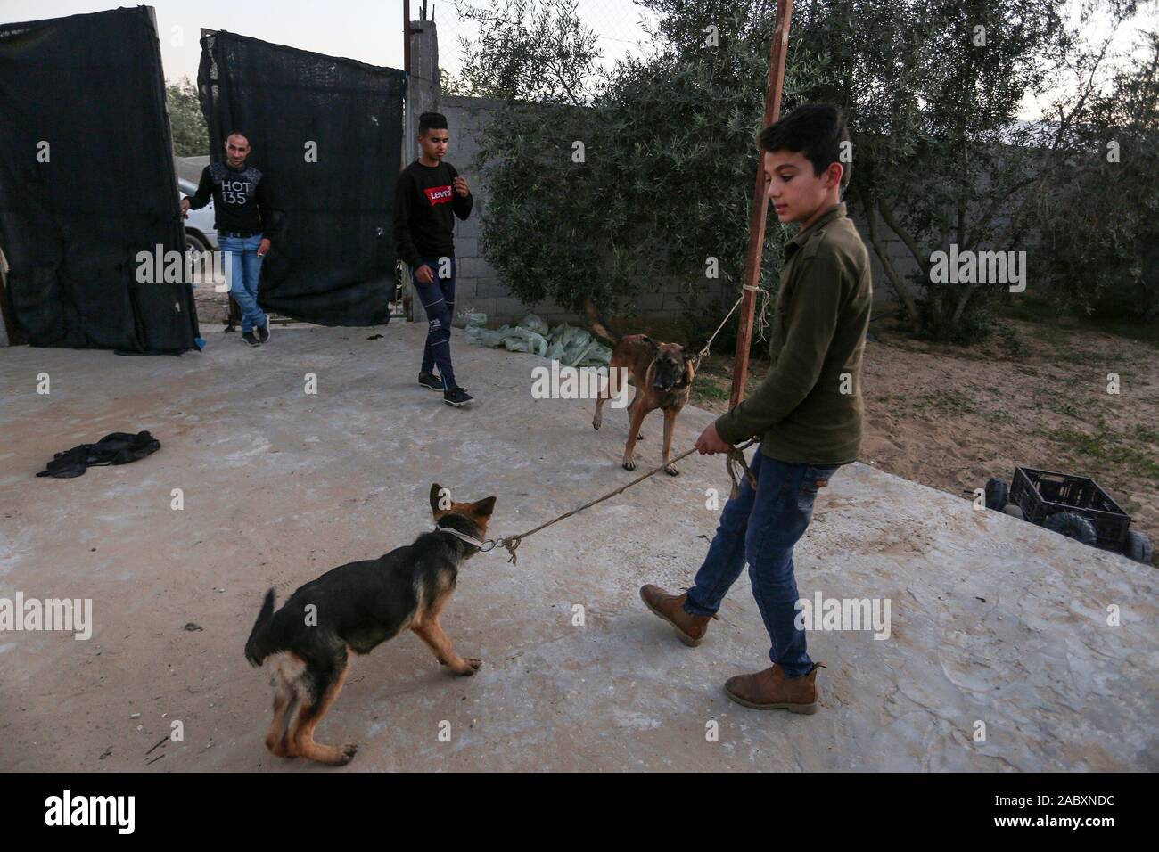 Palestinian train dogs a the yard in the southern Gaza Strip, on Nov 28 ...