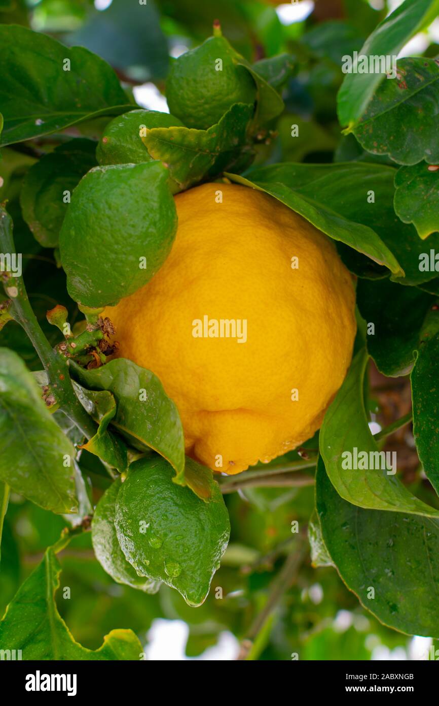 Ripe big yellow lemons, tropical citrus fruits hanging on tree ready to ...