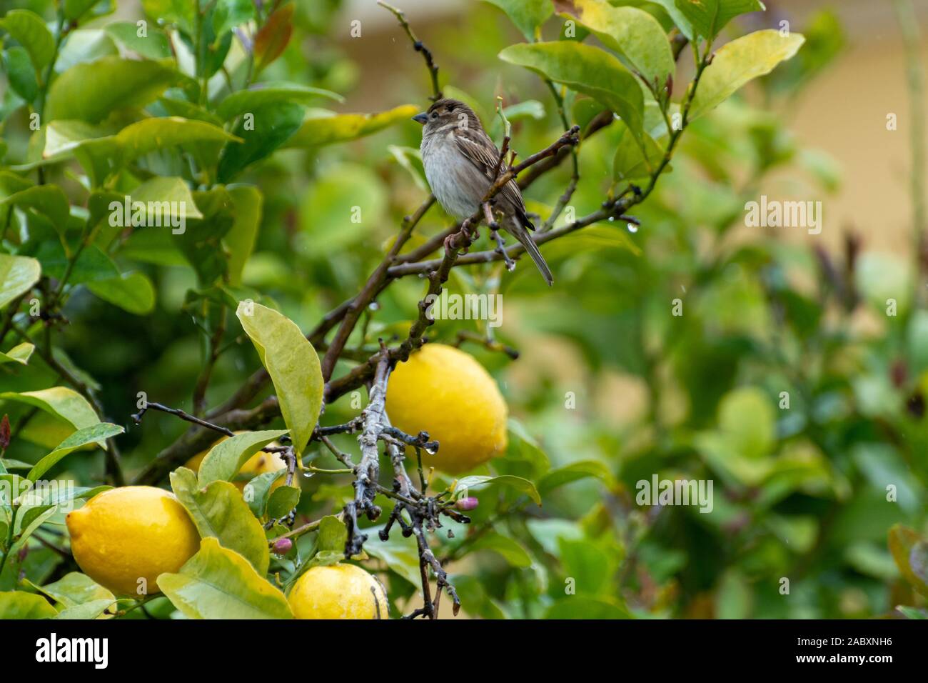 Small Lemons Dropping Off Tree