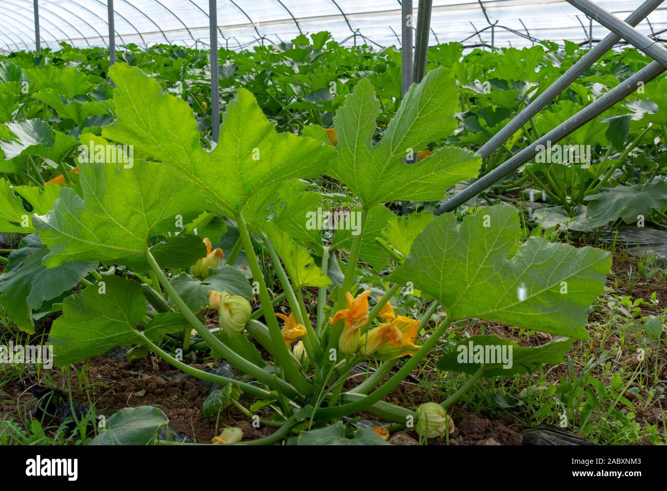 Young plants of rijpende courgette zucchini vegetables growing in ...