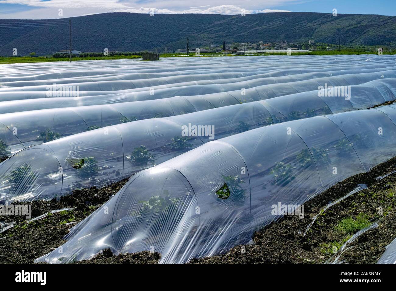 Farming in Greece, rows of small greenhouses covered with plastic film ...