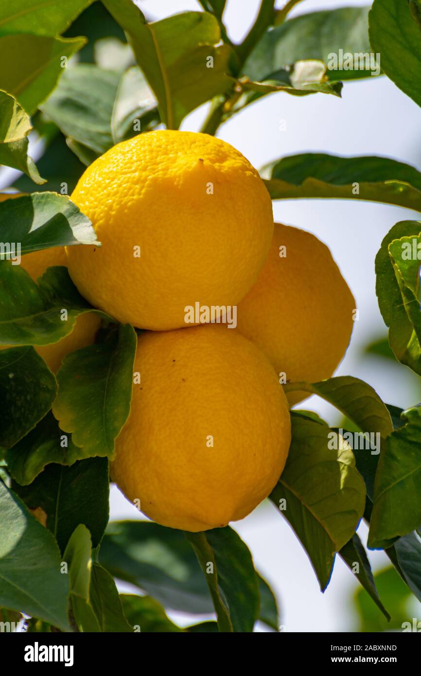 Ripe big yellow lemons, tropical citrus fruits hanging on tree ready to ...