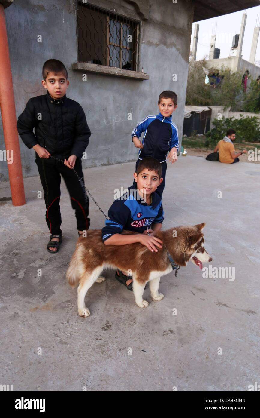 Palestinian train dogs a the yard in the southern Gaza Strip, on Nov 28 ...