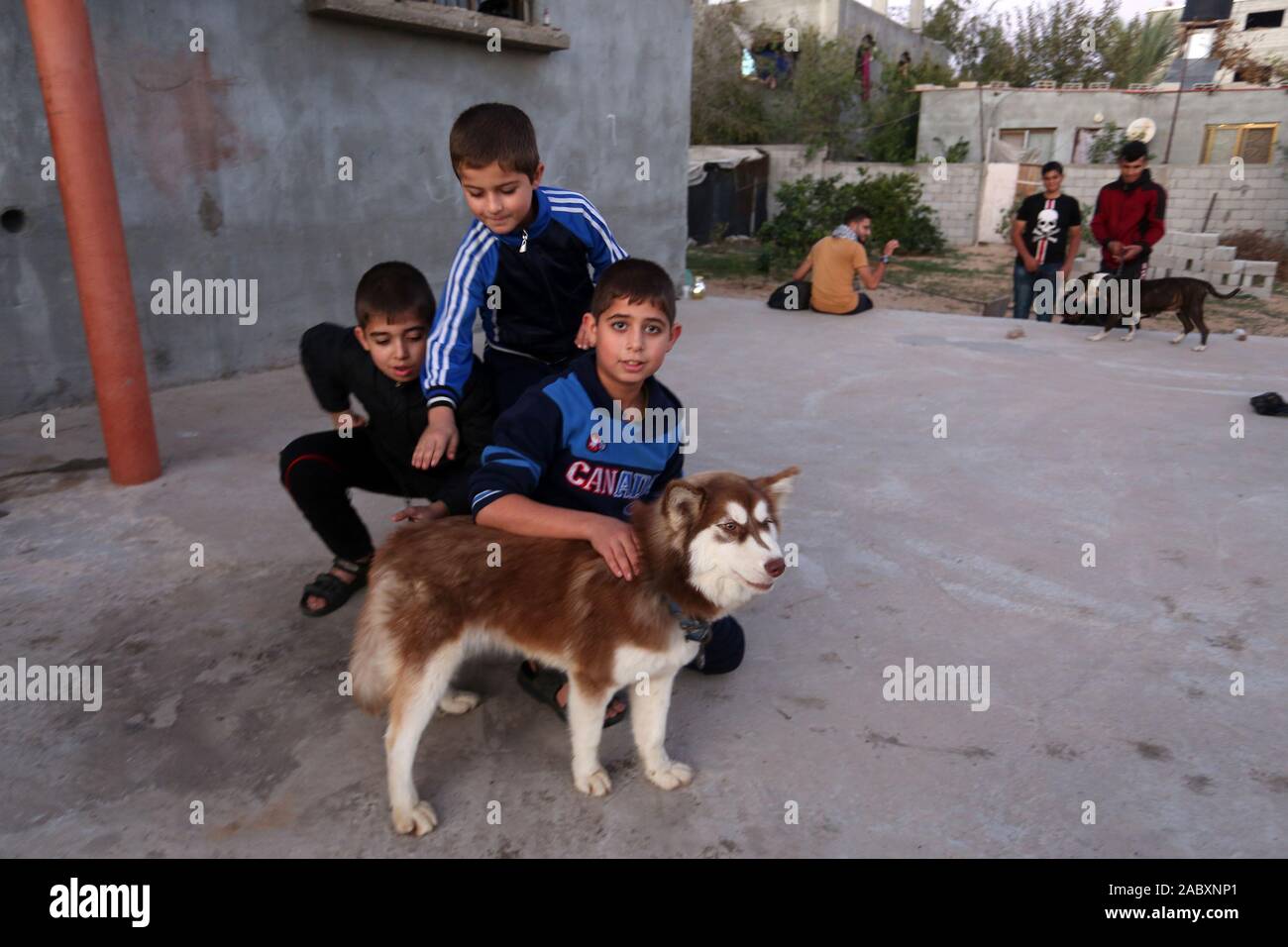 Palestinian train dogs a the yard in the southern Gaza Strip, on Nov 28 ...