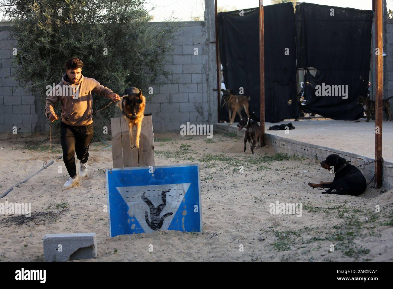 Palestinian train dogs a the yard in the southern Gaza Strip, on Nov 28 ...