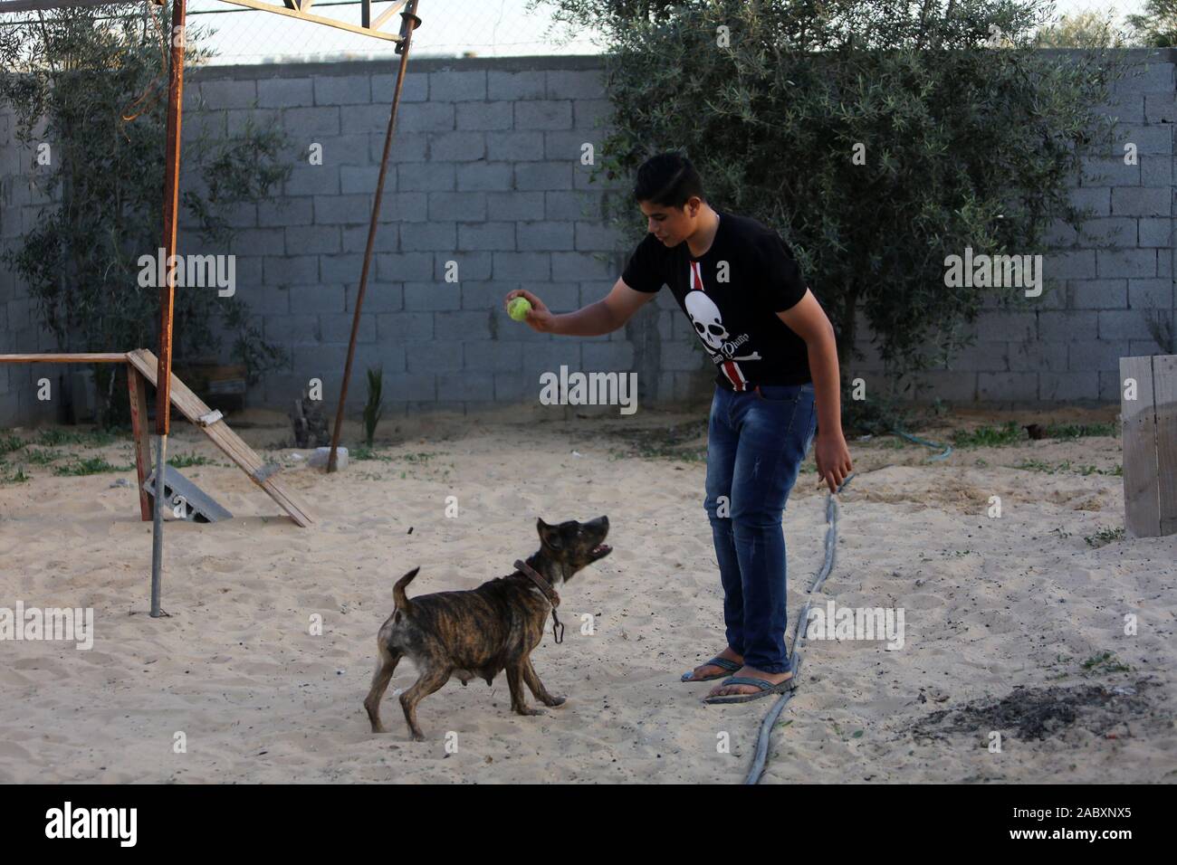 Palestinian train dogs a the yard in the southern Gaza Strip, on Nov 28 ...