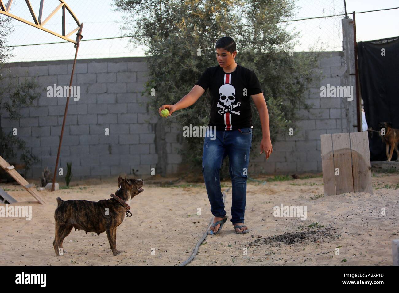 Palestinian train dogs a the yard in the southern Gaza Strip, on Nov 28 ...