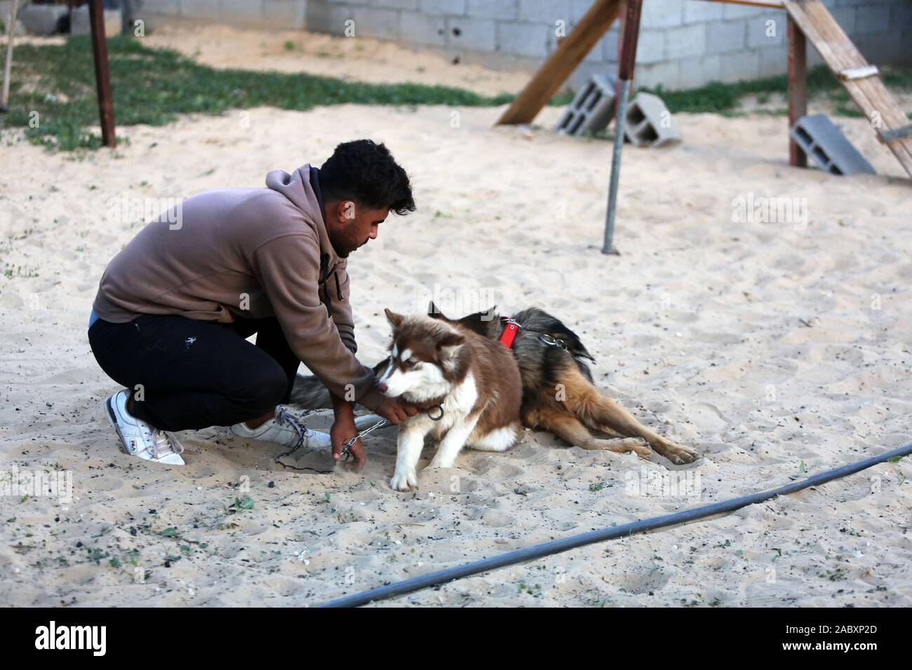 Palestinian train dogs a the yard in the southern Gaza Strip, on Nov 28 ...