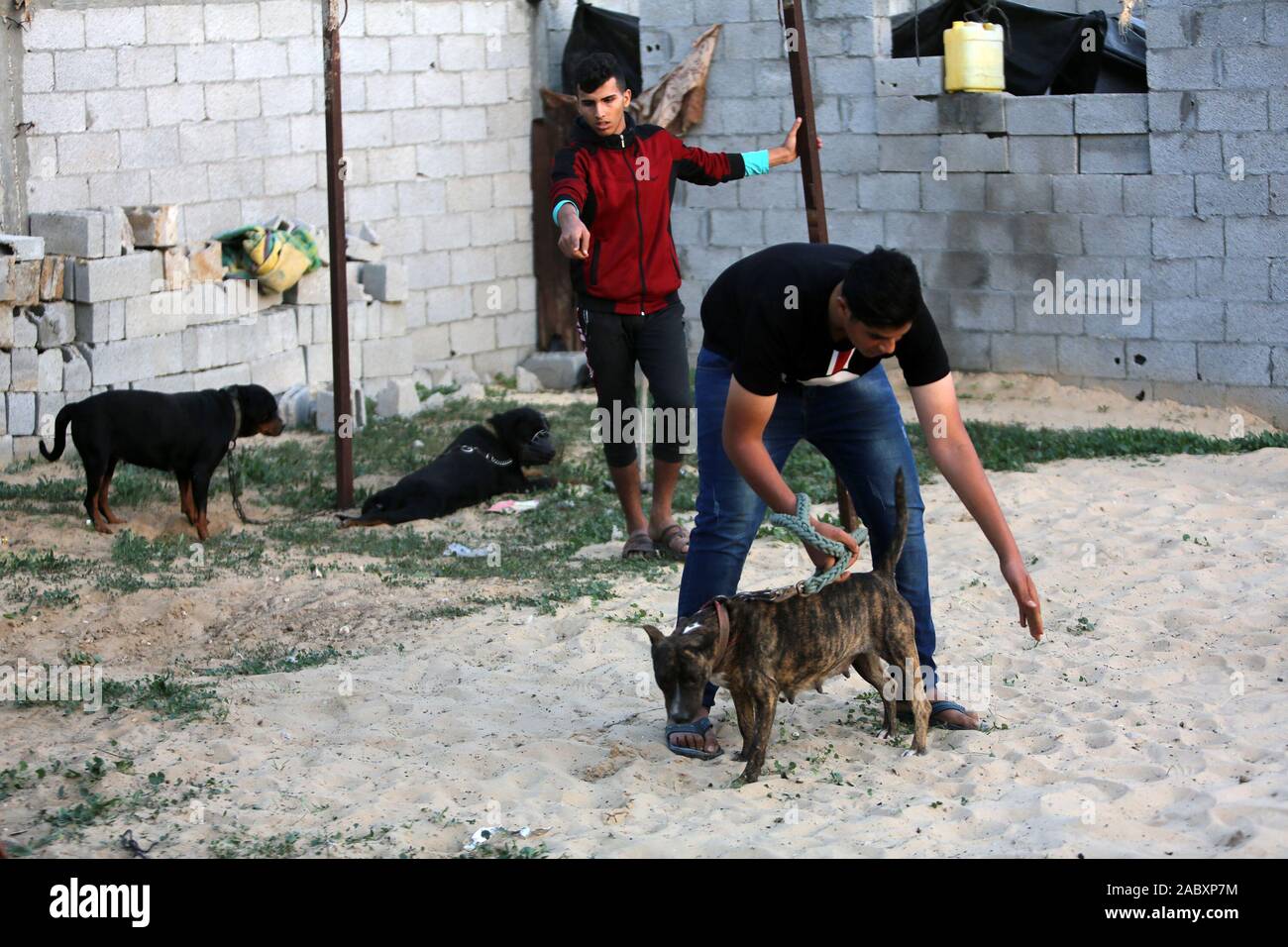 Palestinian train dogs a the yard in the southern Gaza Strip, on Nov 28 ...