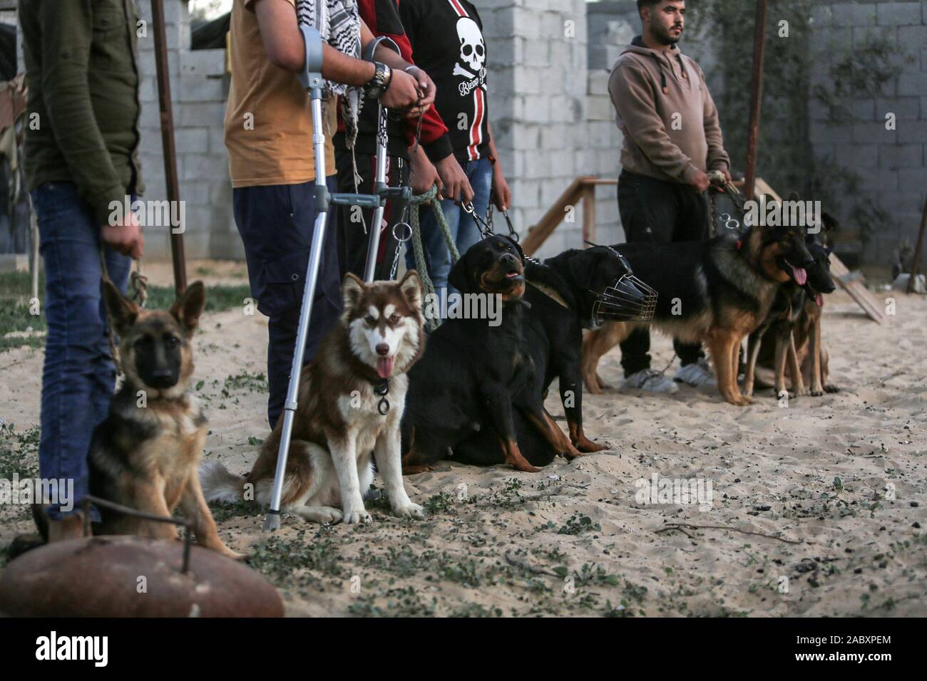 Palestinian train dogs a the yard in the southern Gaza Strip, on Nov 28 ...