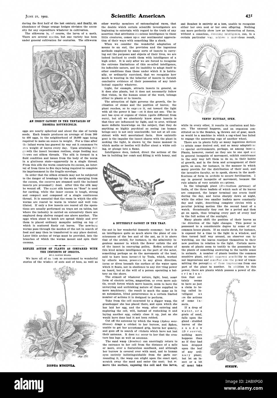 Butterfly revolution hi-res stock photography and images - Alamy