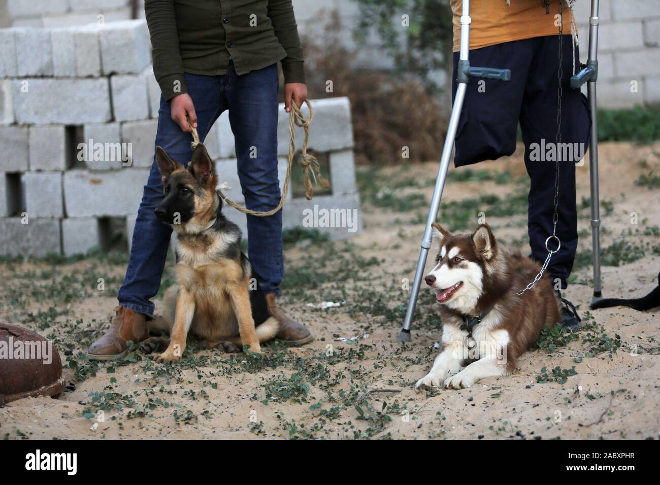 Palestinian train dogs a the yard in the southern Gaza Strip, on Nov 28 ...