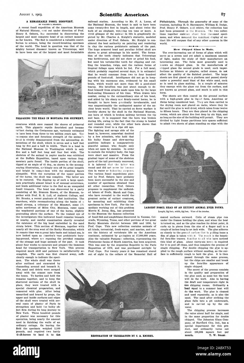 Shaul largest fossil head hi-res stock photography and images - Alamy