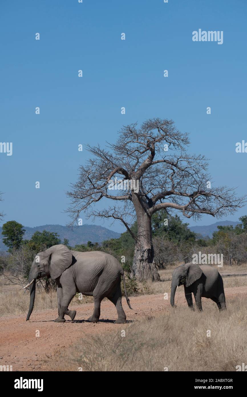 Young Baobab Tree High Resolution Stock Photography and Images - Alamy