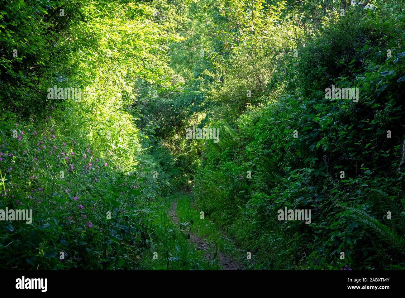 Devon chivelstone hi-res stock photography and images - Alamy