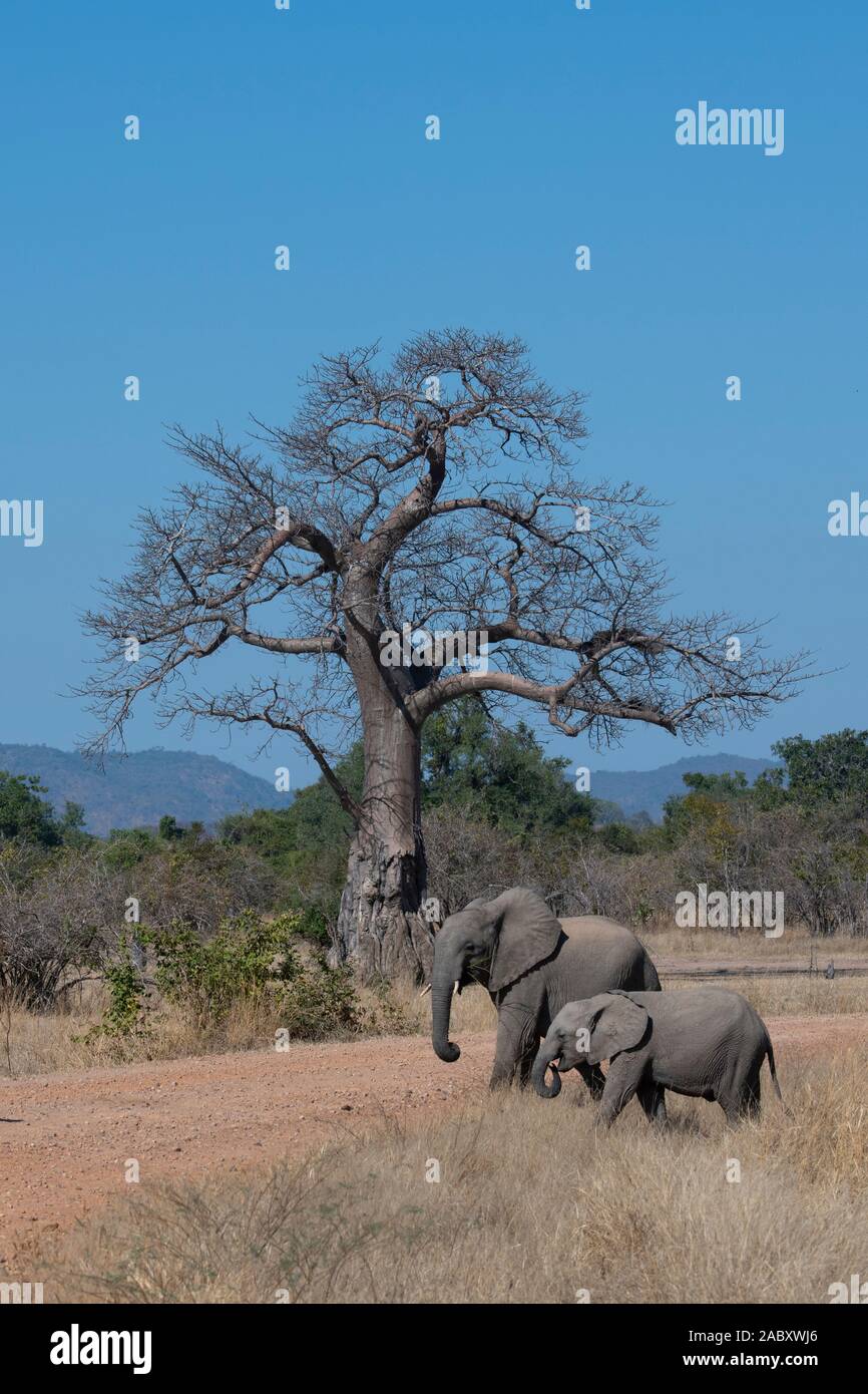 Young baobab tree hi-res stock photography and images - Alamy