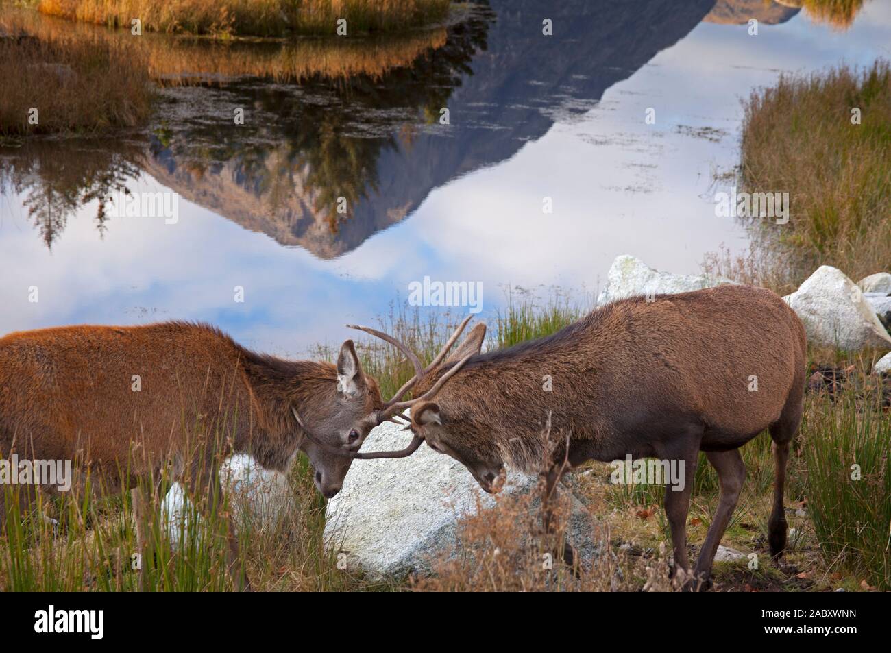 Scottish stags hi-res stock photography and images - Alamy
