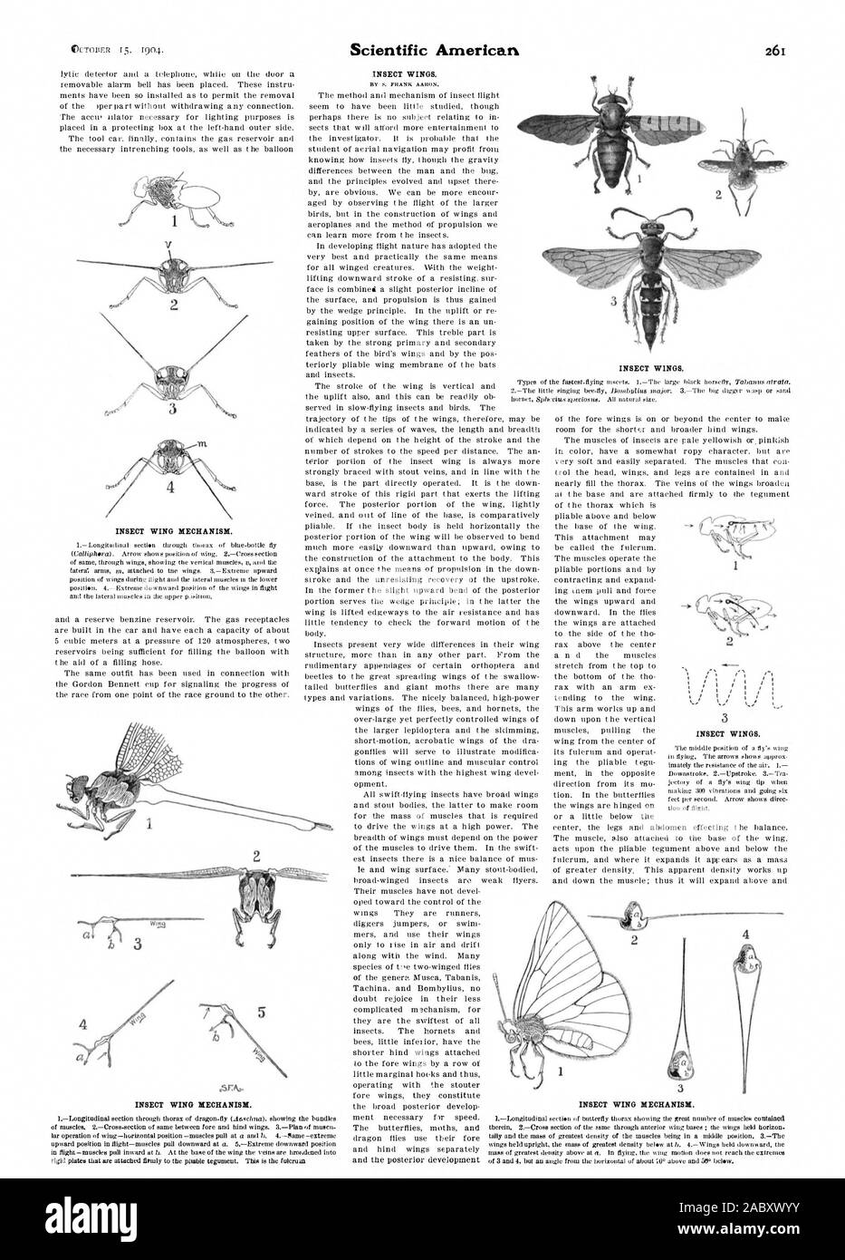 INSECT WING MECHANISM gSrAu. INSECT WING MECHANISM. INSECT WINGS ...