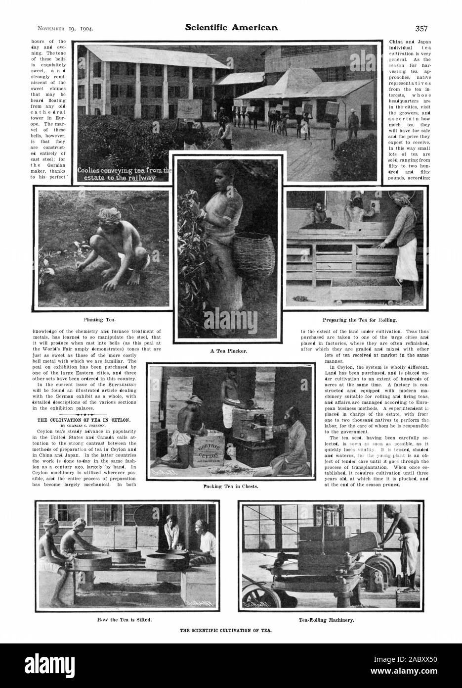 The scientific cultivation of tea. Planting tea. How the tea is sifted ...