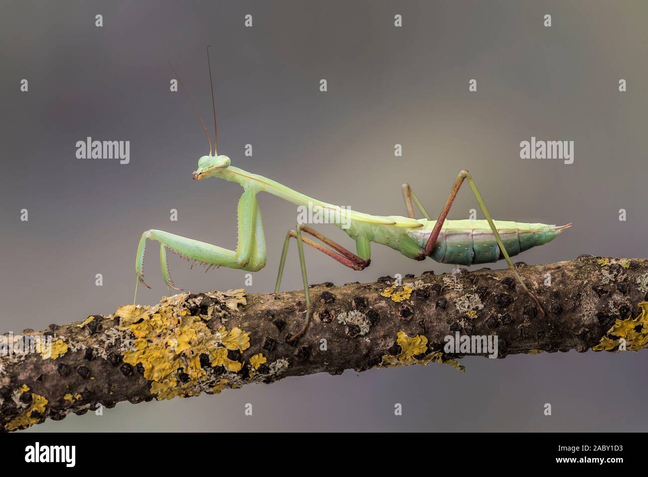 Giant Asian Mantis, isolated against a muted brown background ...