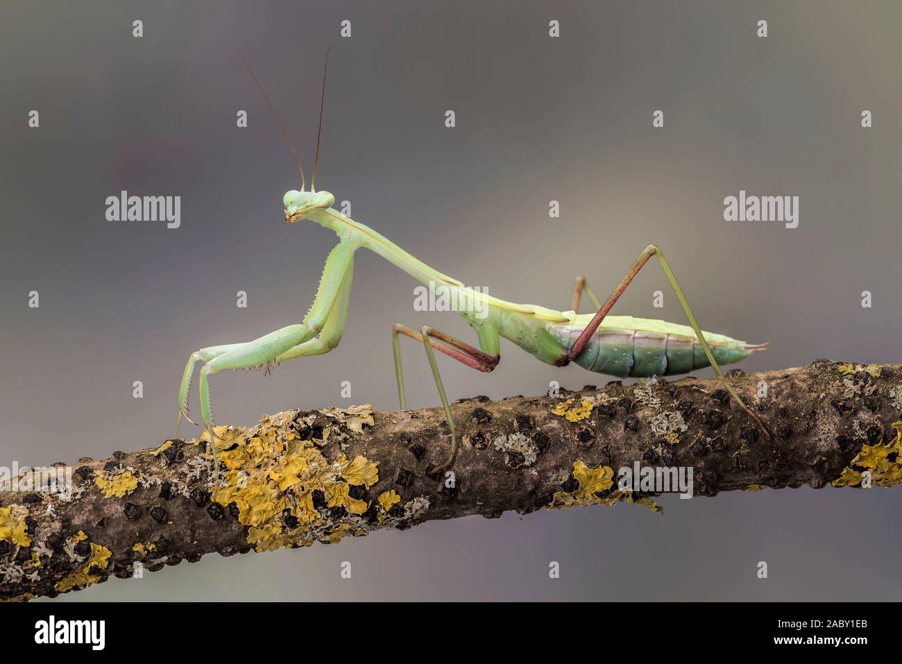 Giant Asian Mantis, isolated against a muted brown background ...