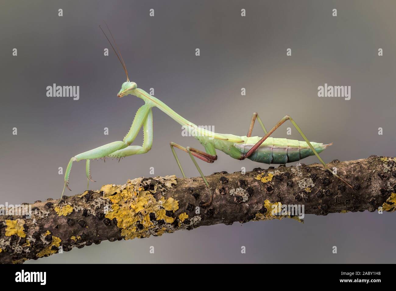 Giant Asian Mantis, isolated against a muted brown background ...