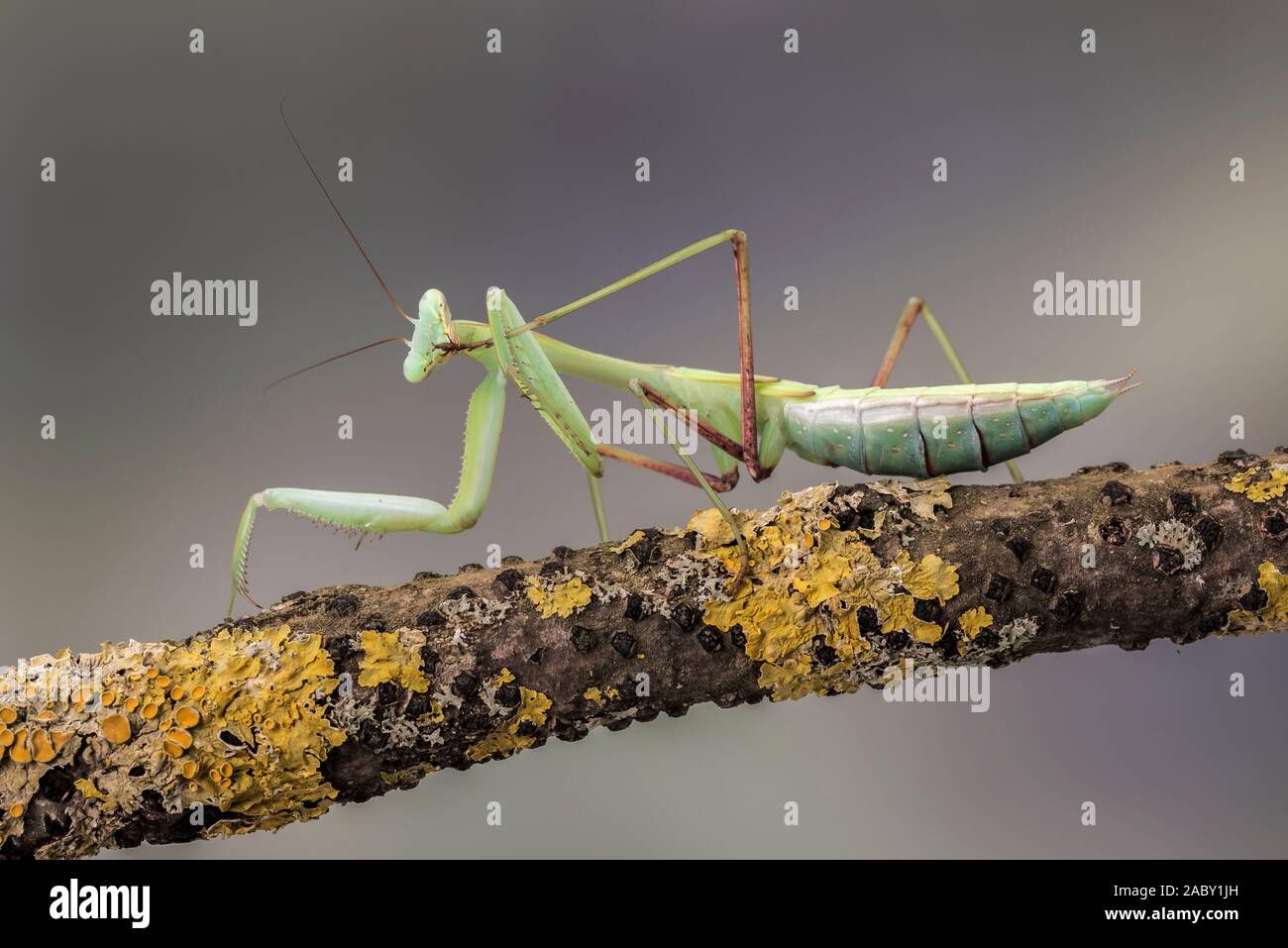 Giant Asian Mantis, isolated against a muted brown background ...