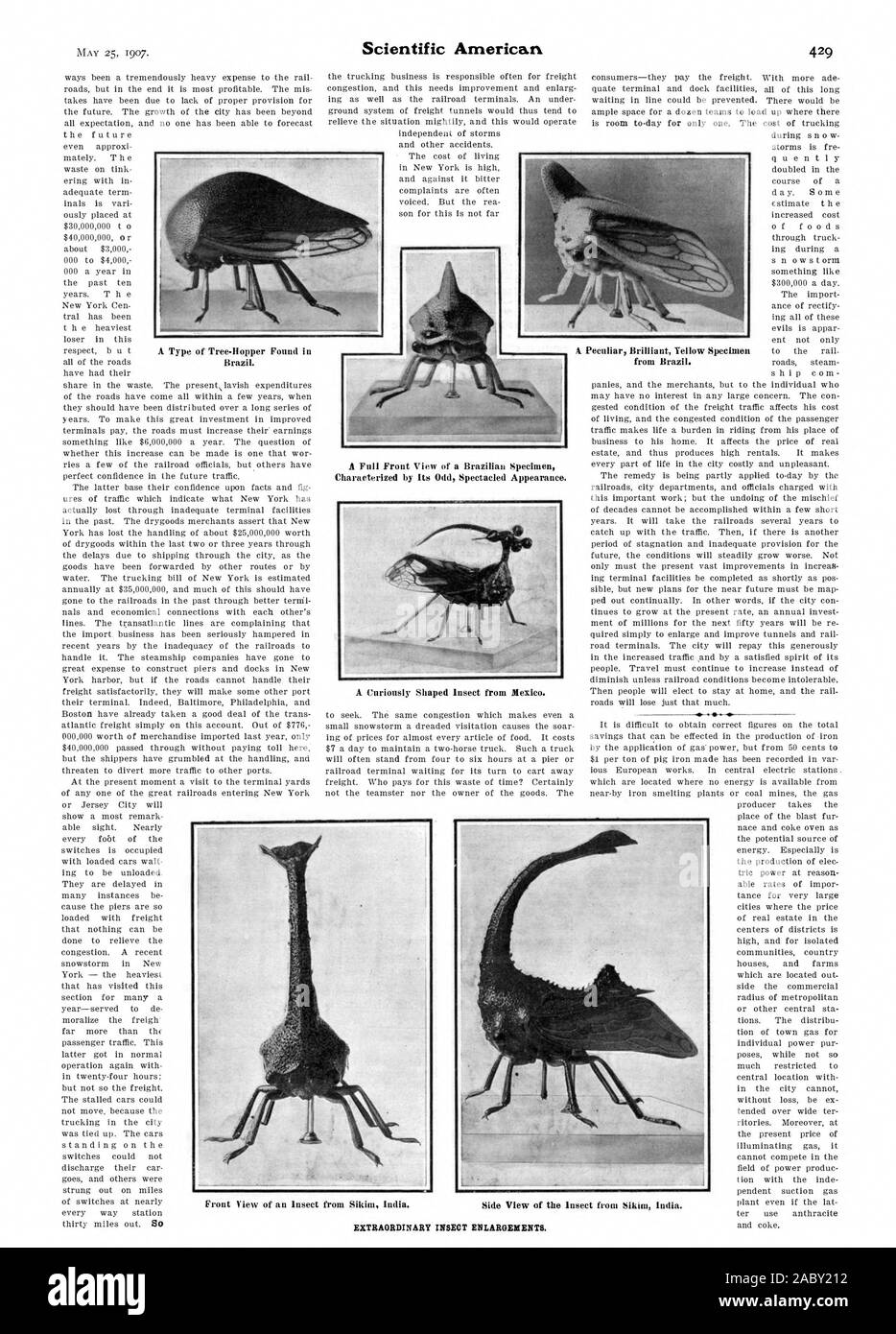 A Full Front View of a Brazilian Specimen Characterized by Its Odd ...