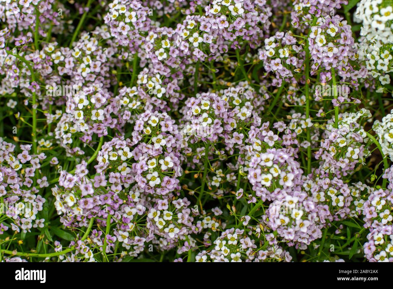 Lobularia maritima blossom Lawn garden plant is used to design borders ...