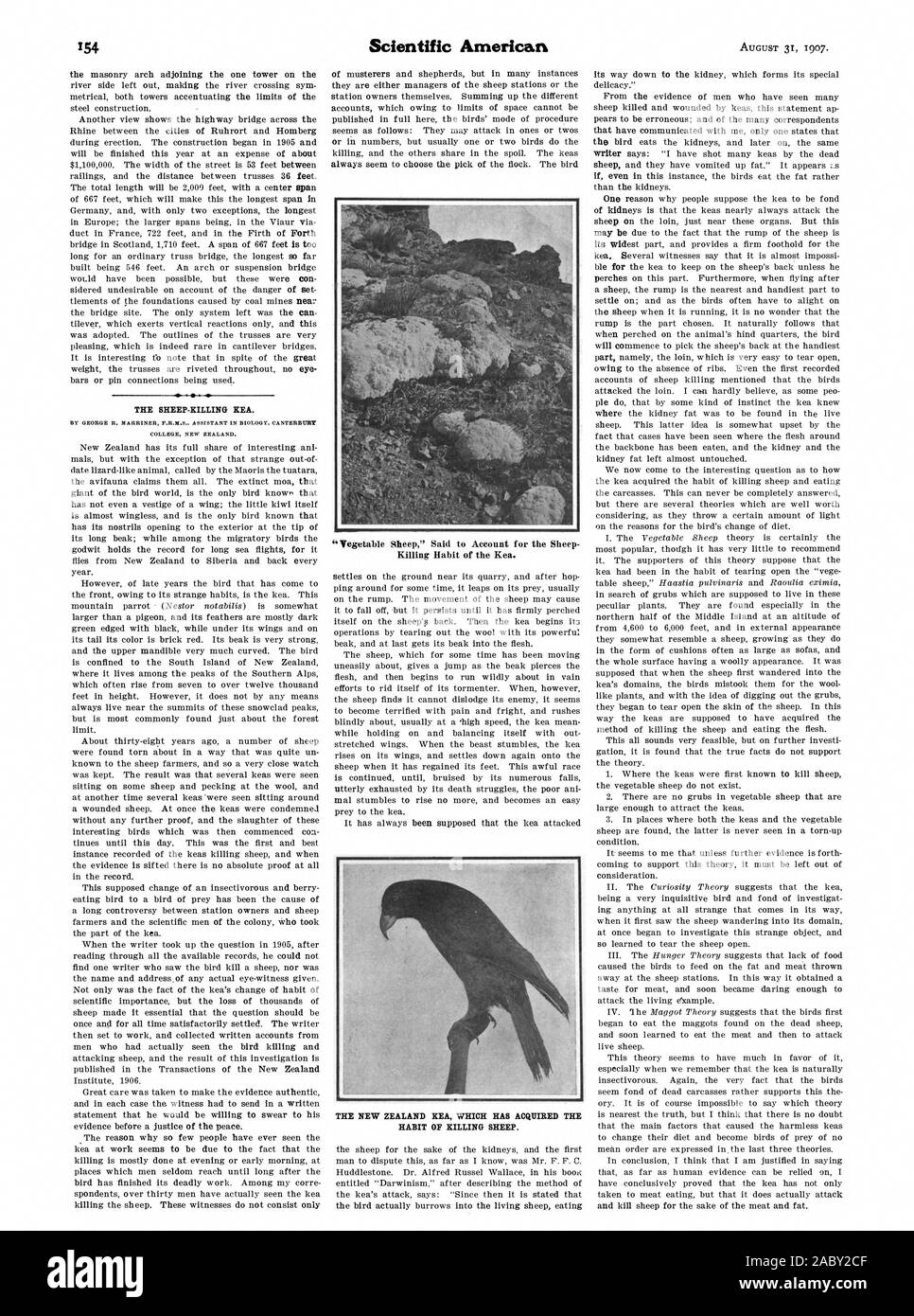 New zealand sheep Cut Out Stock Images & Pictures - Alamy