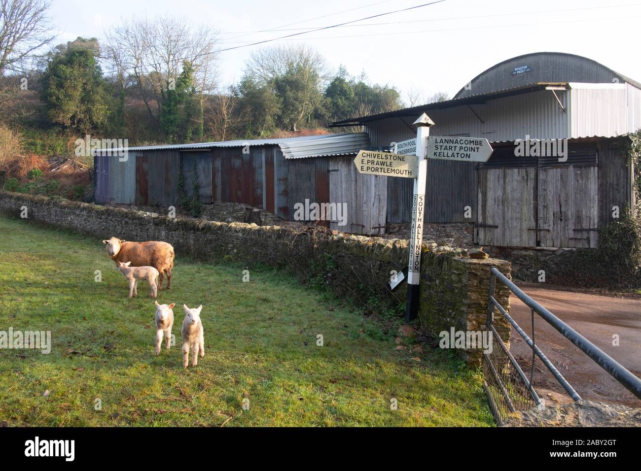Sheep country lane farm hi-res stock photography and images - Alamy