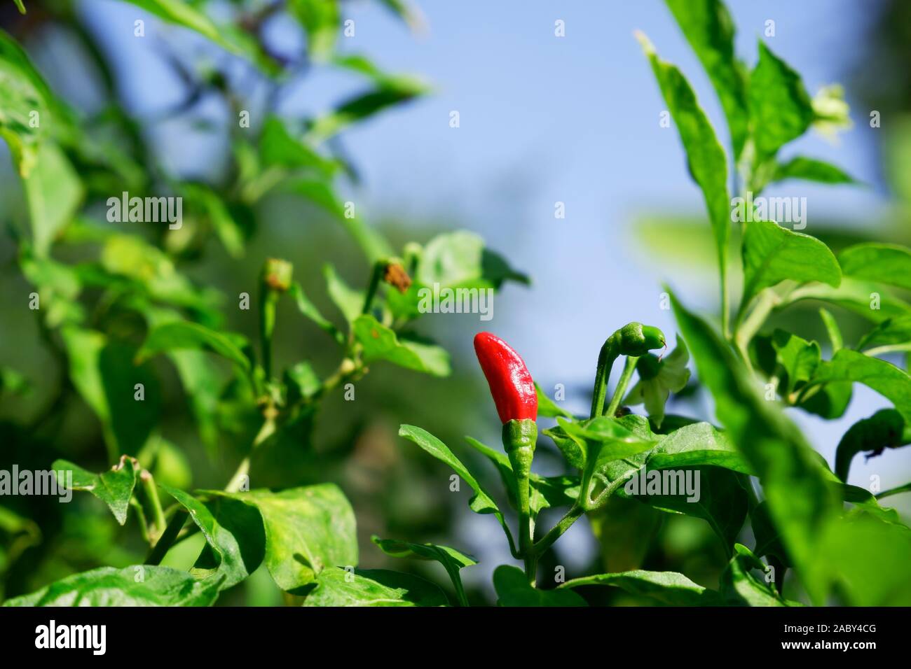 Red chilly herb on chilly tree with close up focus Stock Photo - Alamy