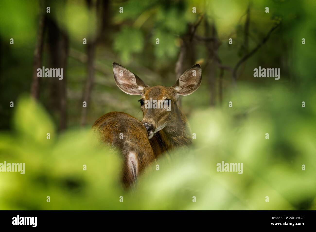 White-tailed deer looking back over it's back Stock Photo - Alamy