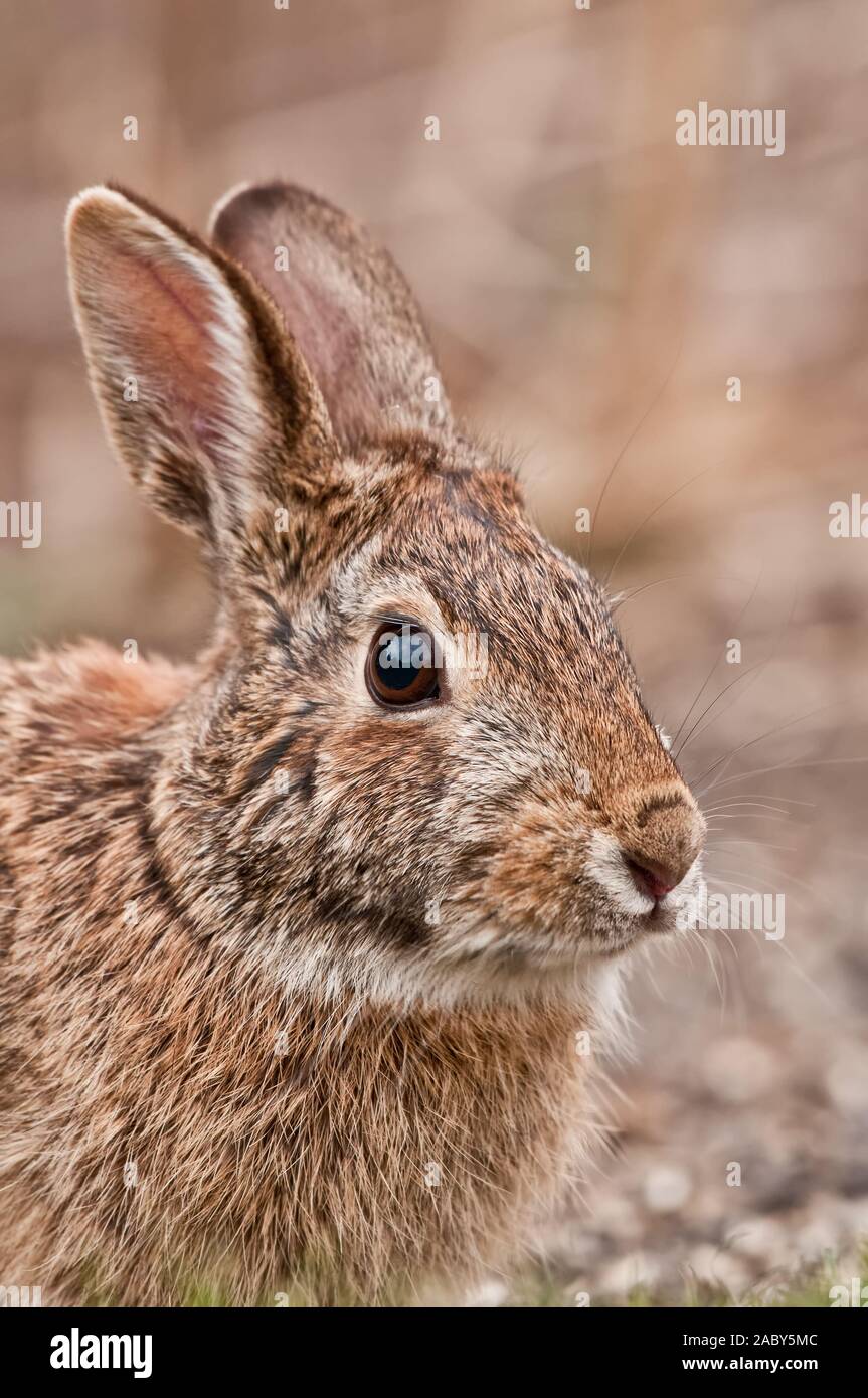 Rabbit Pic High Resolution Stock Photography and Images - Alamy