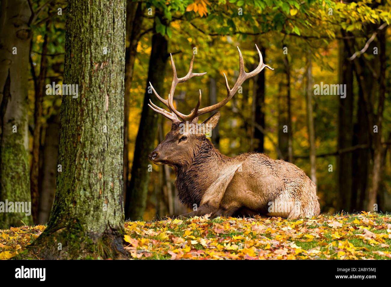 Bull Elk laying down on leaf covered ground Stock Photo - Alamy
