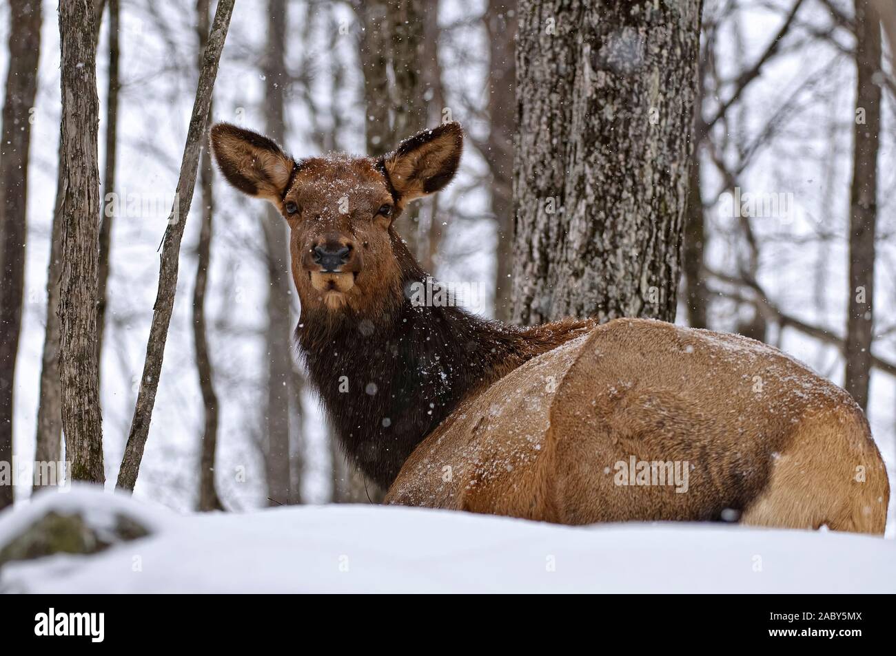 Elk doe hi-res stock photography and images - Alamy