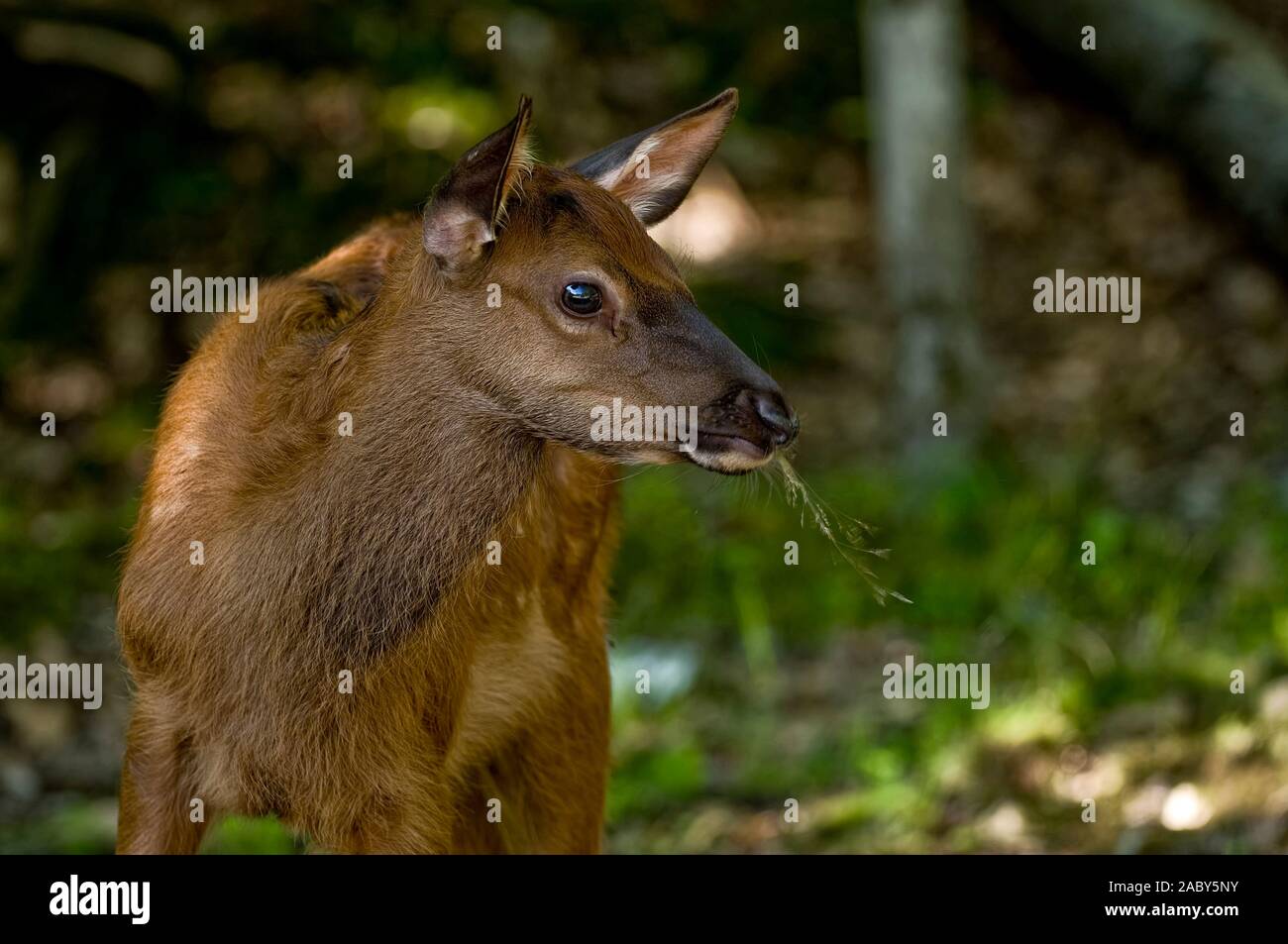Elk doe hi-res stock photography and images - Alamy