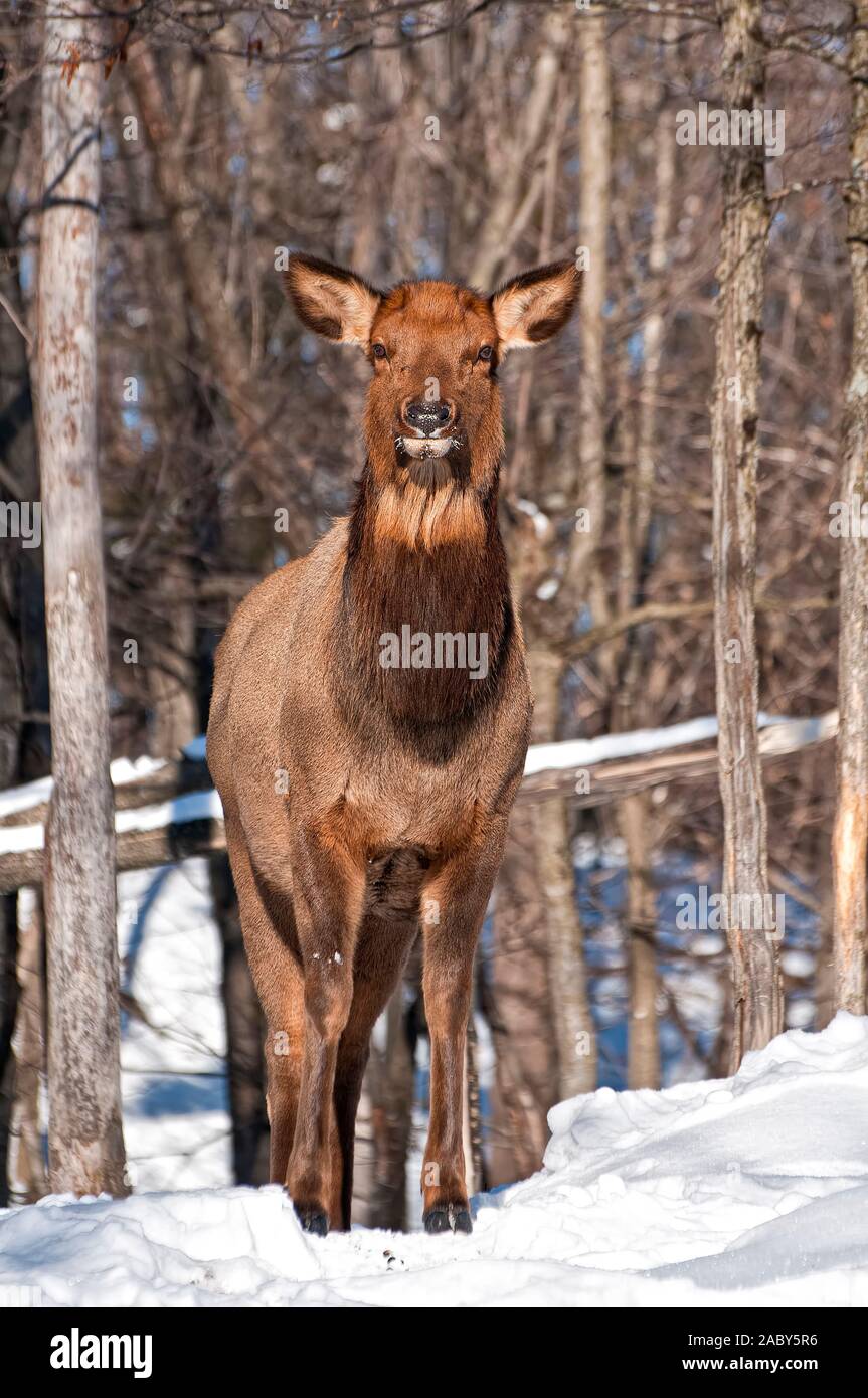 Elk doe hi-res stock photography and images - Alamy