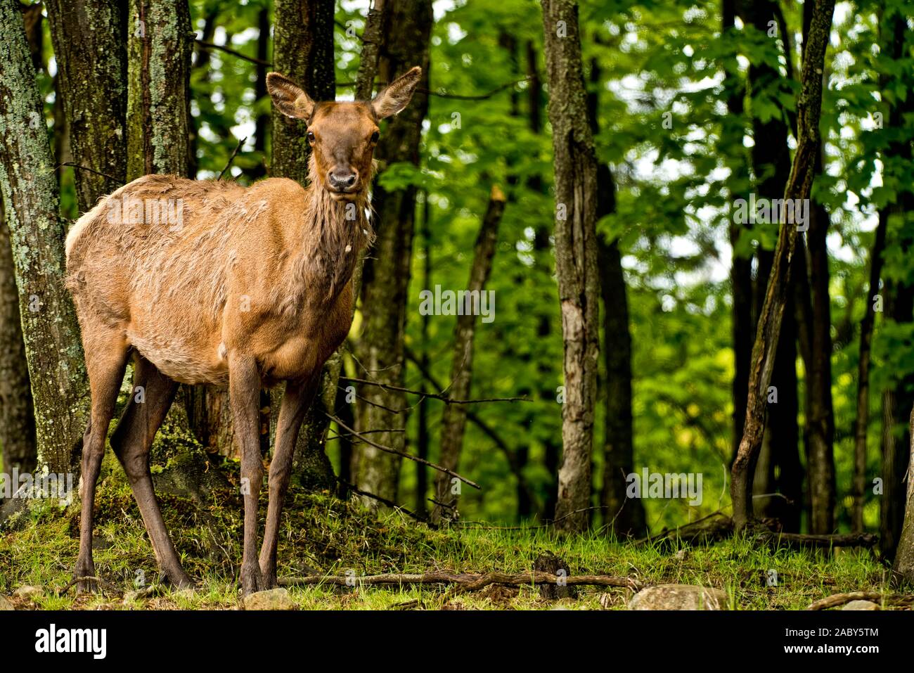 Elk doe hi-res stock photography and images - Alamy