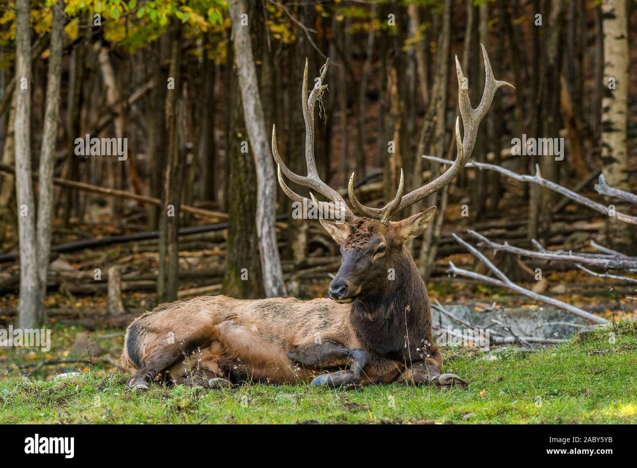 Elk laying down hi-res stock photography and images - Alamy