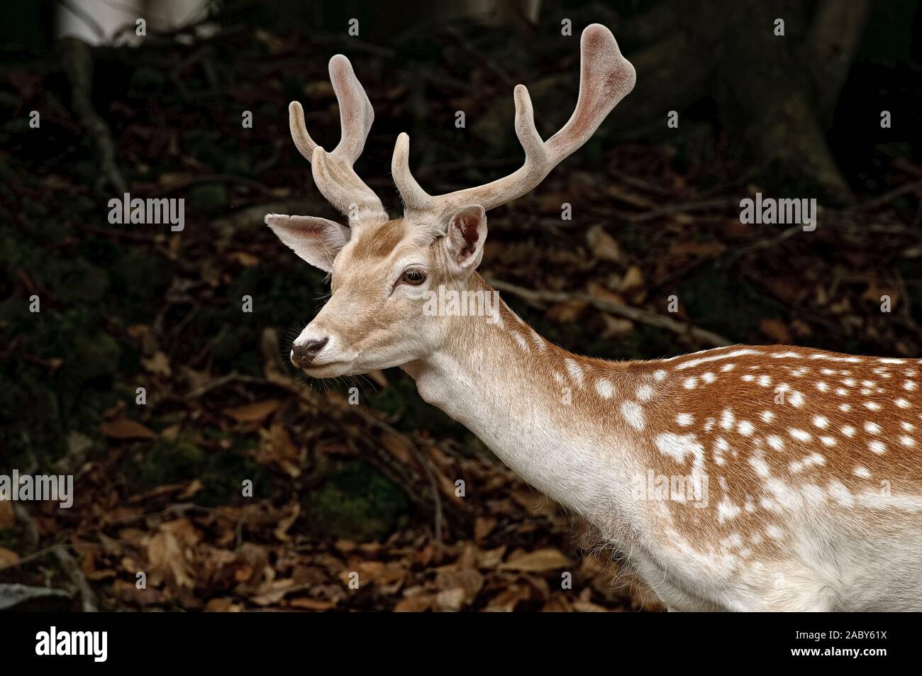 Fallow deer photographs hi-res stock photography and images - Alamy