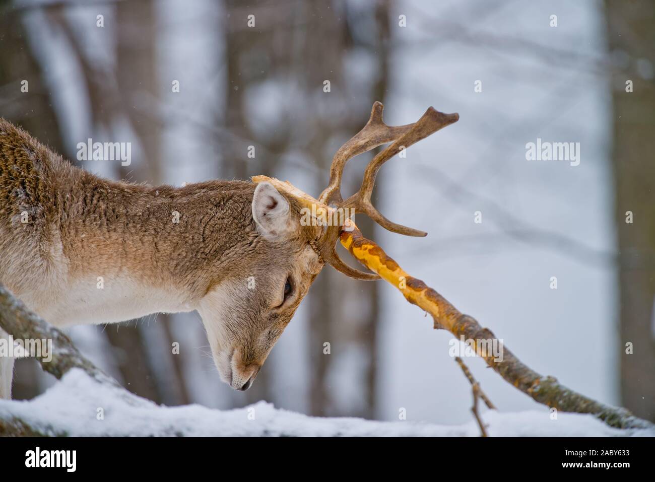 Scraping photos hi-res stock photography and images - Alamy