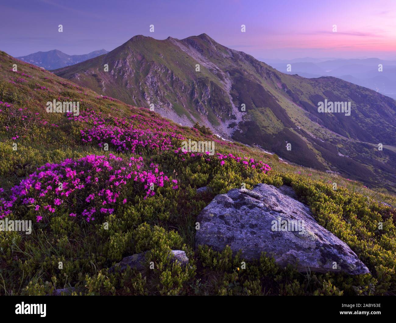 Rhododendron Park High Resolution Stock Photography and Images - Alamy