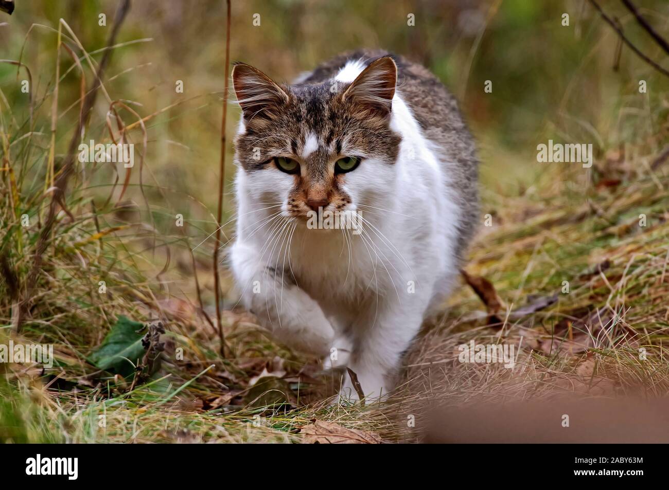 Feral cat pics hi-res stock photography and images - Alamy