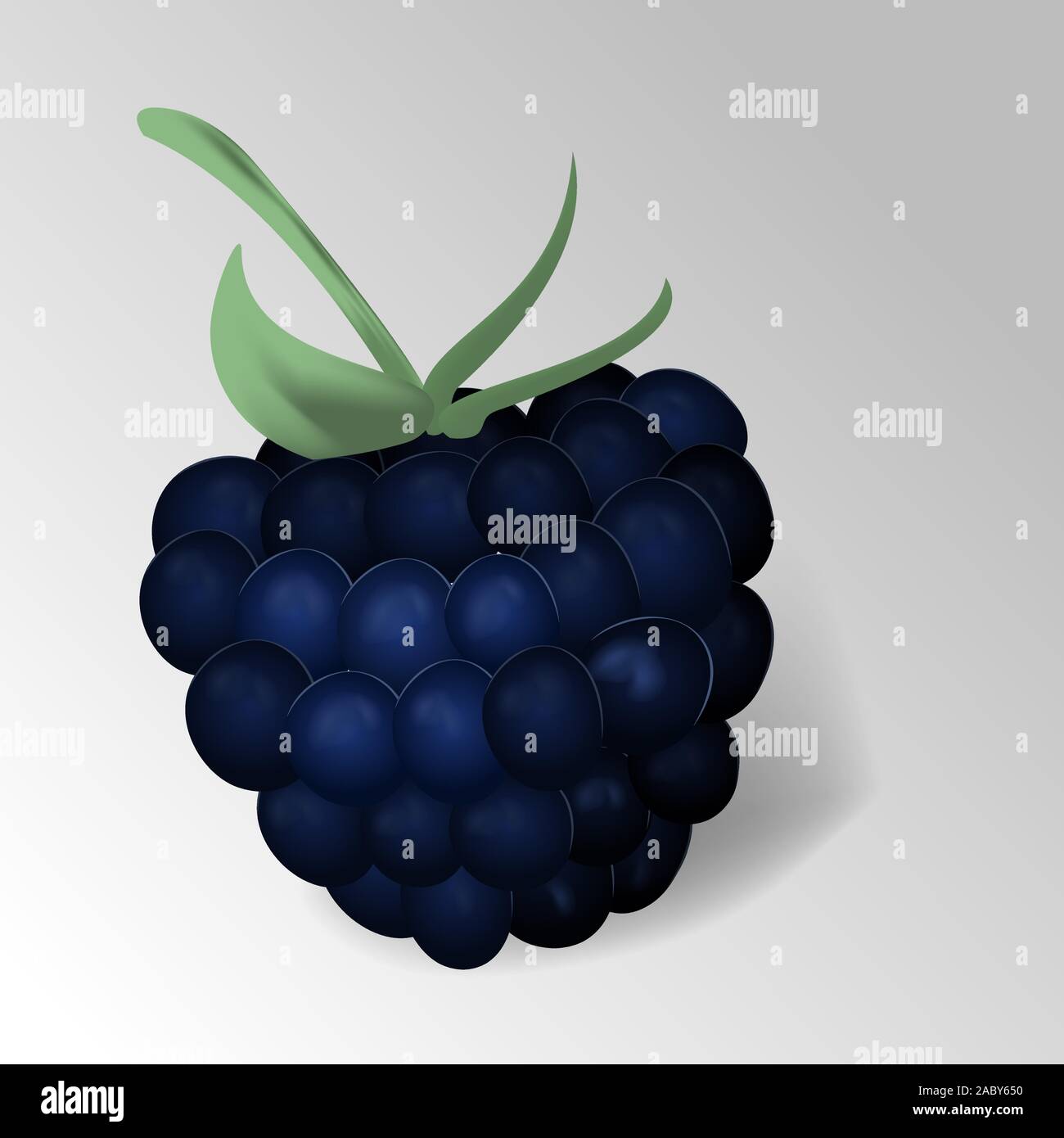 Blackberry on white background. Blackberries isolated. Vector 3d ...