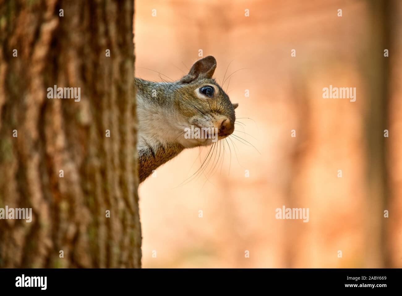 Photographs squirrel hi-res stock photography and images - Alamy