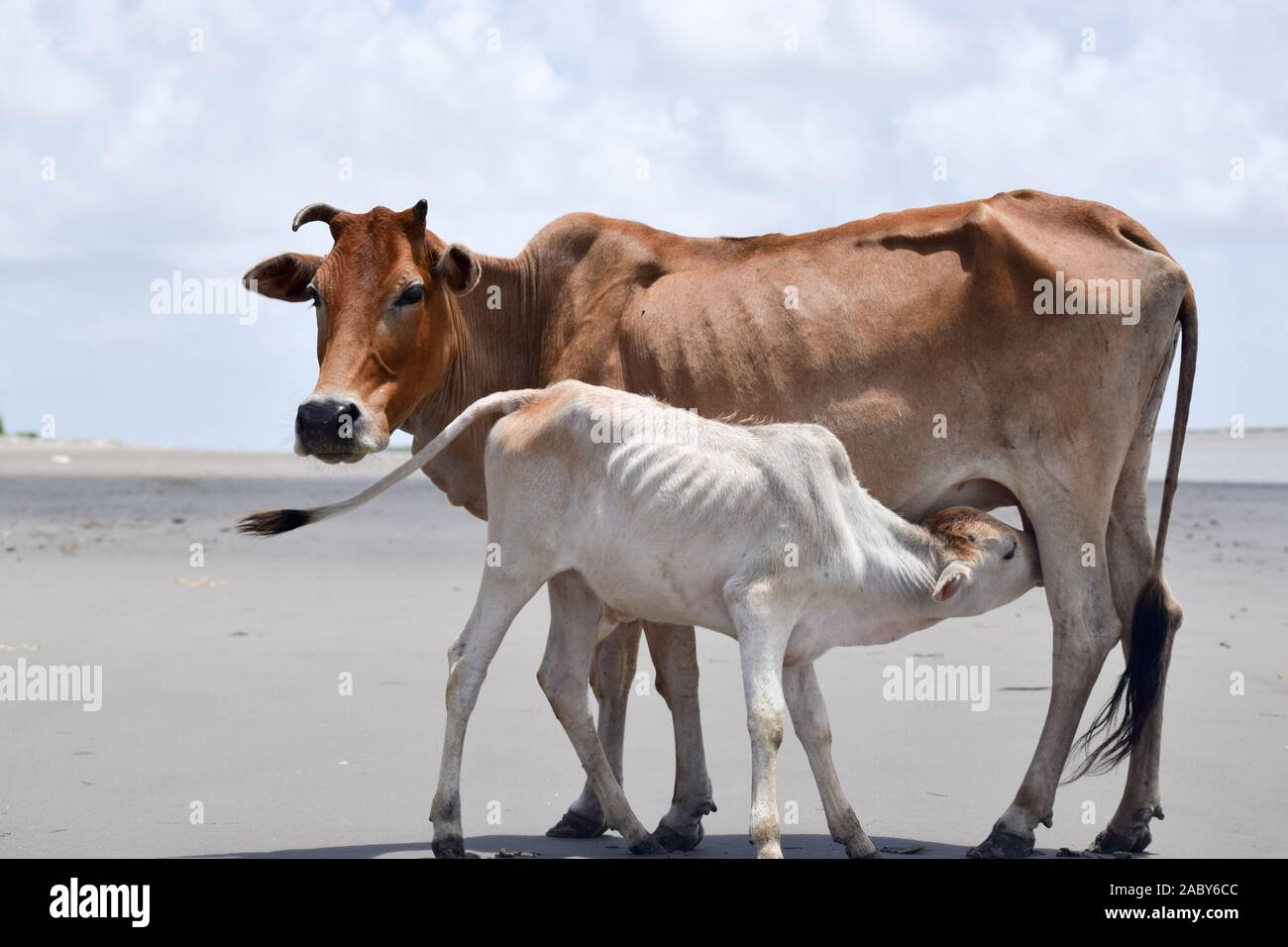 Cute Baby Calf Drinking Mothers Milk . Indian Cow Feeding Milk to her ...