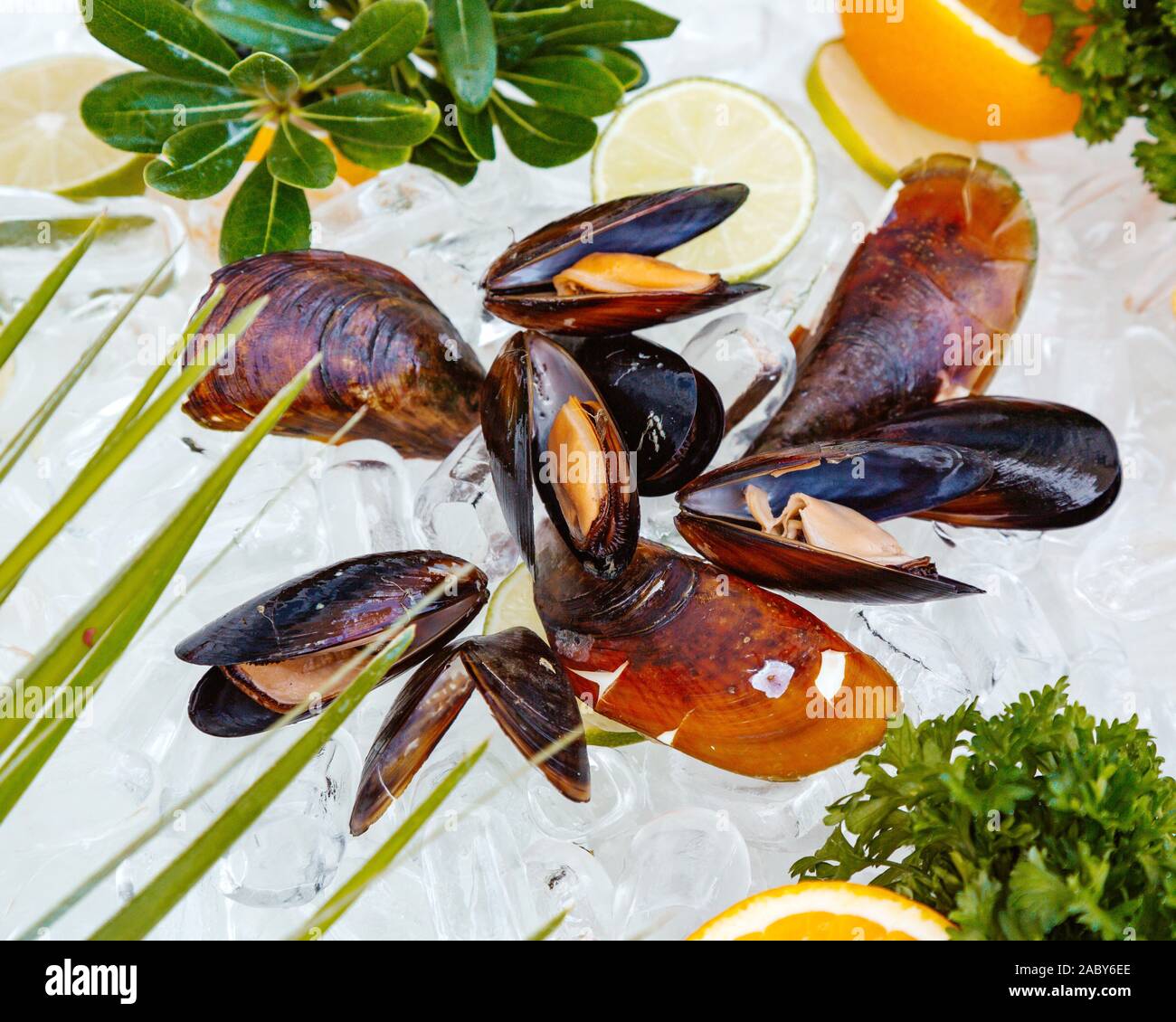 top view of raw mussels placed on ice surrounded with fruit slices ...