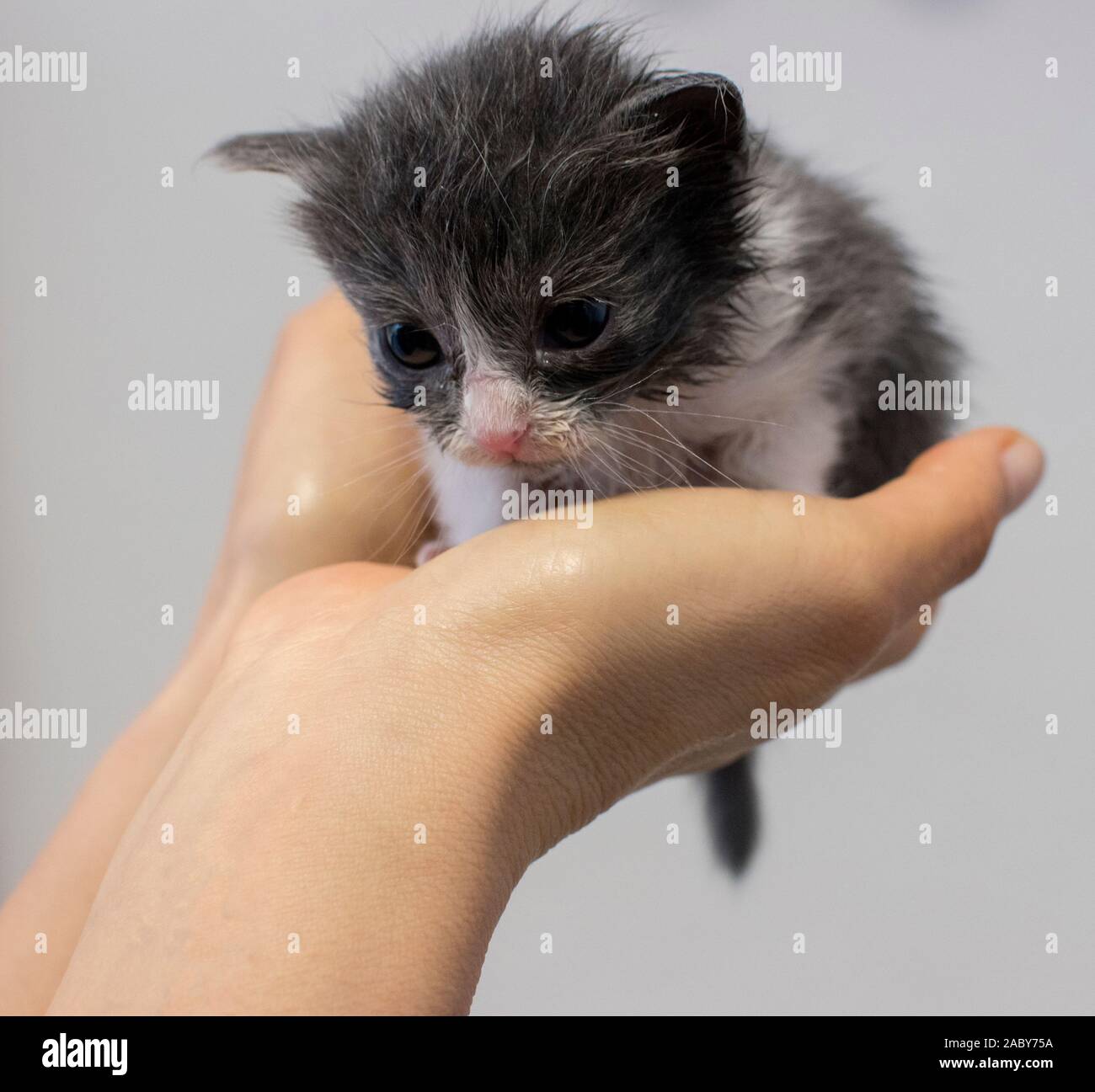 Mascota gatito hi-res stock photography and images - Alamy